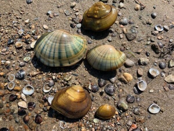 Kalamazoo River Mussels – KRWC
