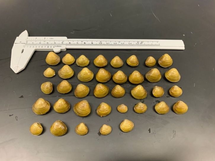 Kalamazoo River Mussels – KRWC