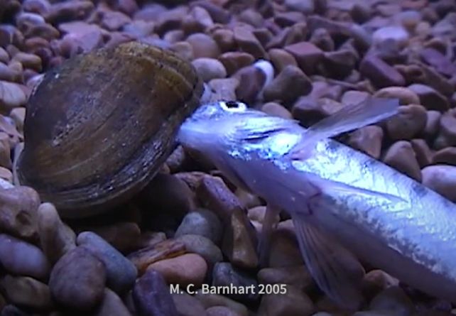 Kalamazoo River Mussels – KRWC