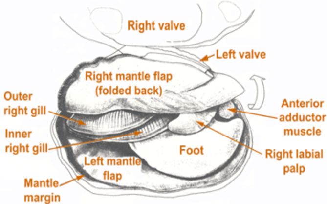Kalamazoo River Mussels – KRWC
