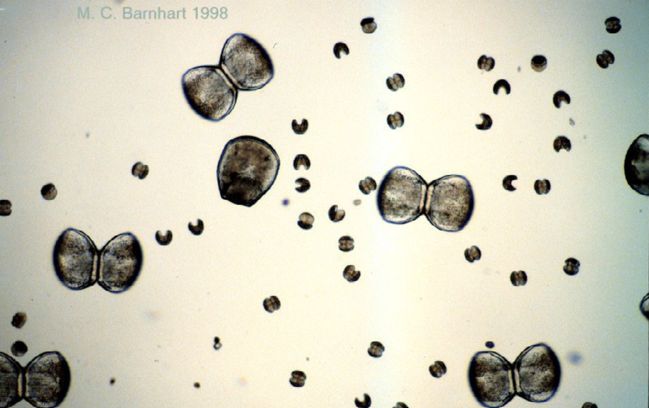 Kalamazoo River Mussels – KRWC