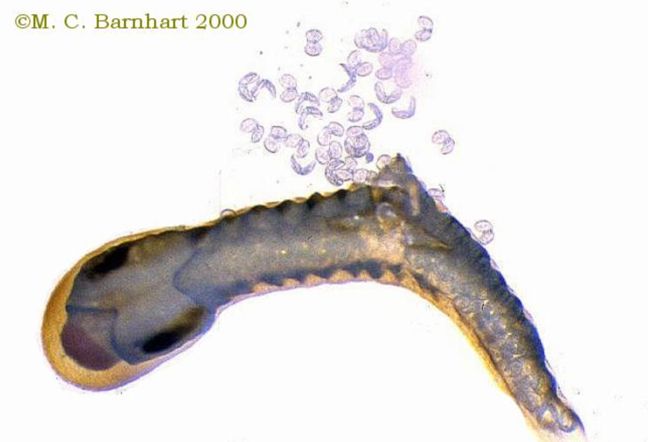 Kalamazoo River Mussels – KRWC