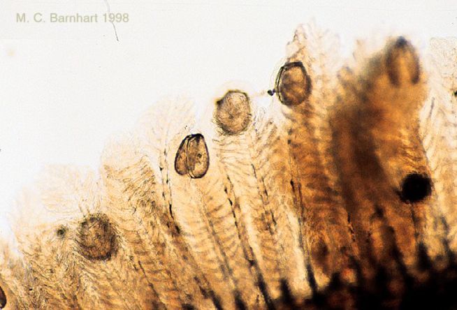 Kalamazoo River Mussels – KRWC
