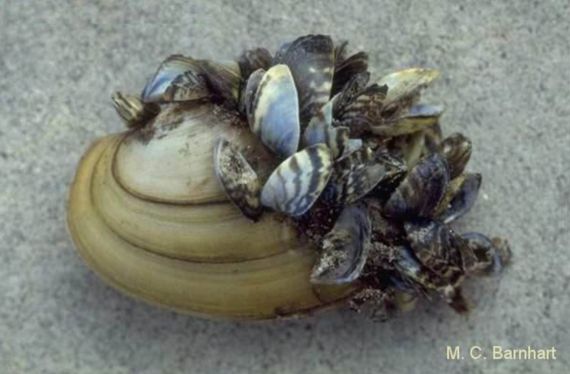 Kalamazoo River Mussels – KRWC